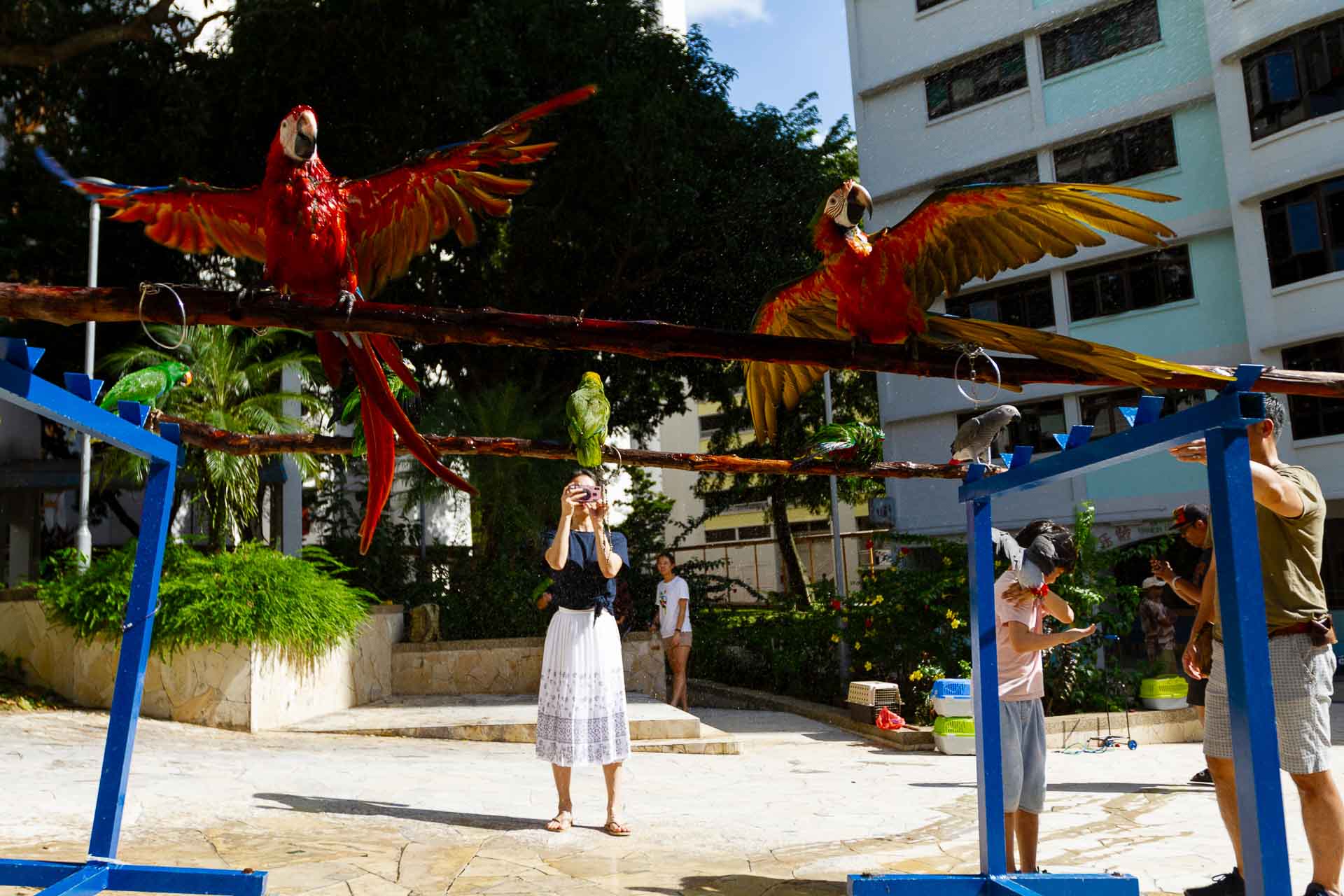 Singapore Parrot Trade - Tim Plowden